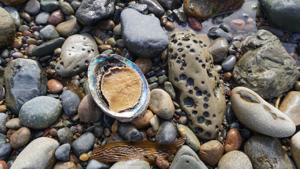 Tide Pools in Northern California You Need to See