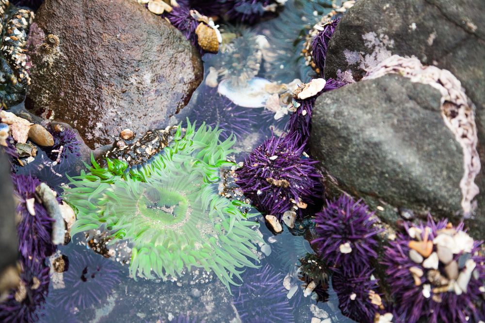 Tide Pools in Northern California You Need to See