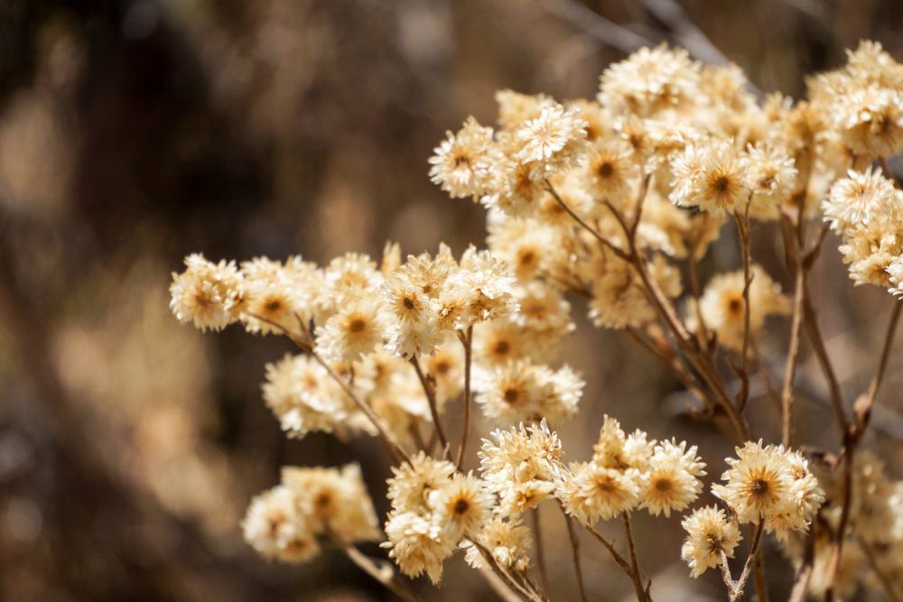 The Most Beautiful Places to See California Wildflowers