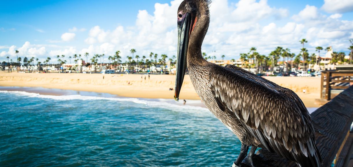 5 Must-Visit Beaches Near Newport Beach, California