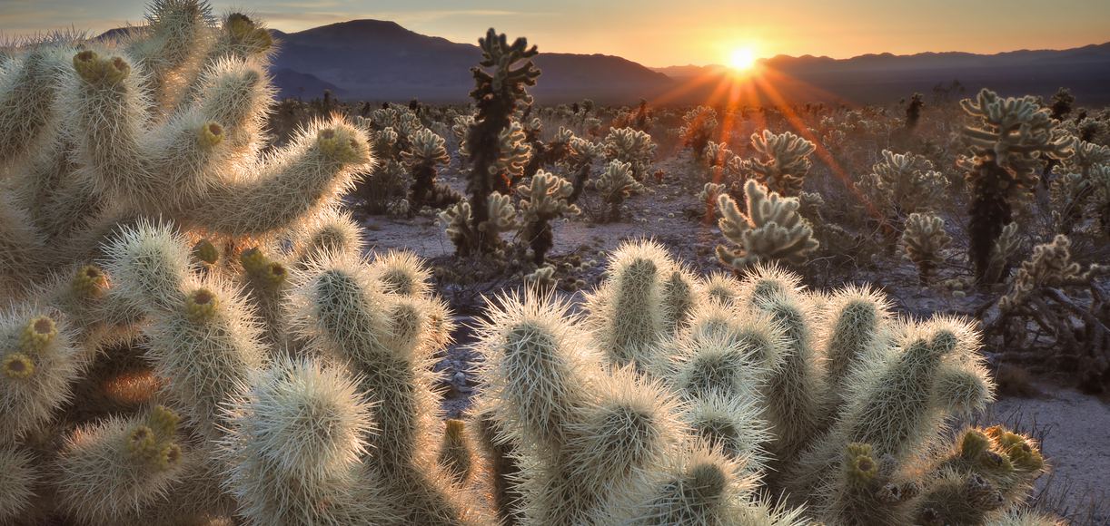 A Guide to California's National Parks
