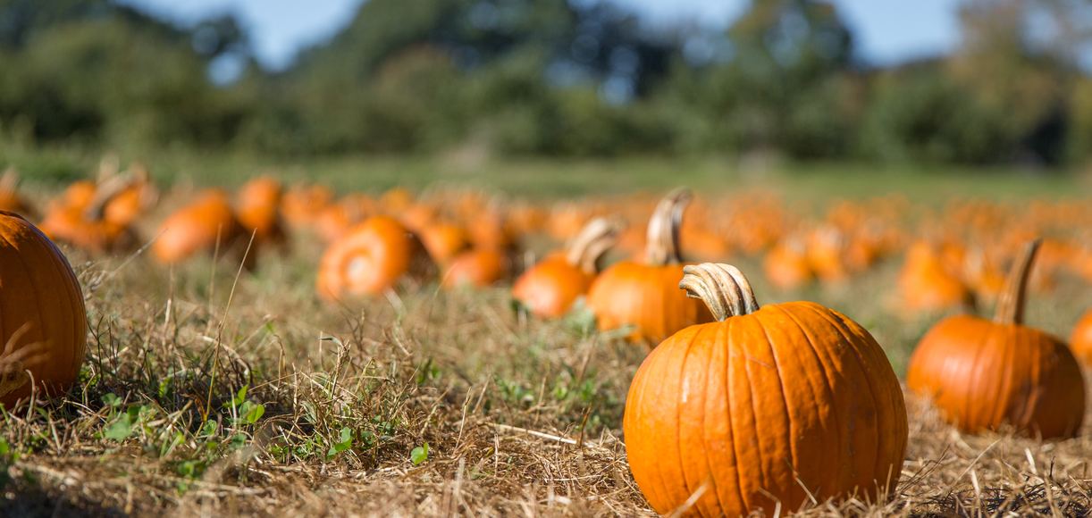 Your Guide to the Livermore Pumpkin Patch at G&M Farms