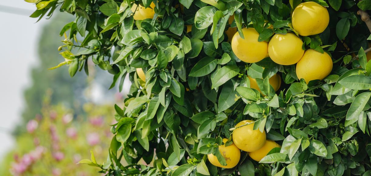 Best California In-Season Fruits for Winter