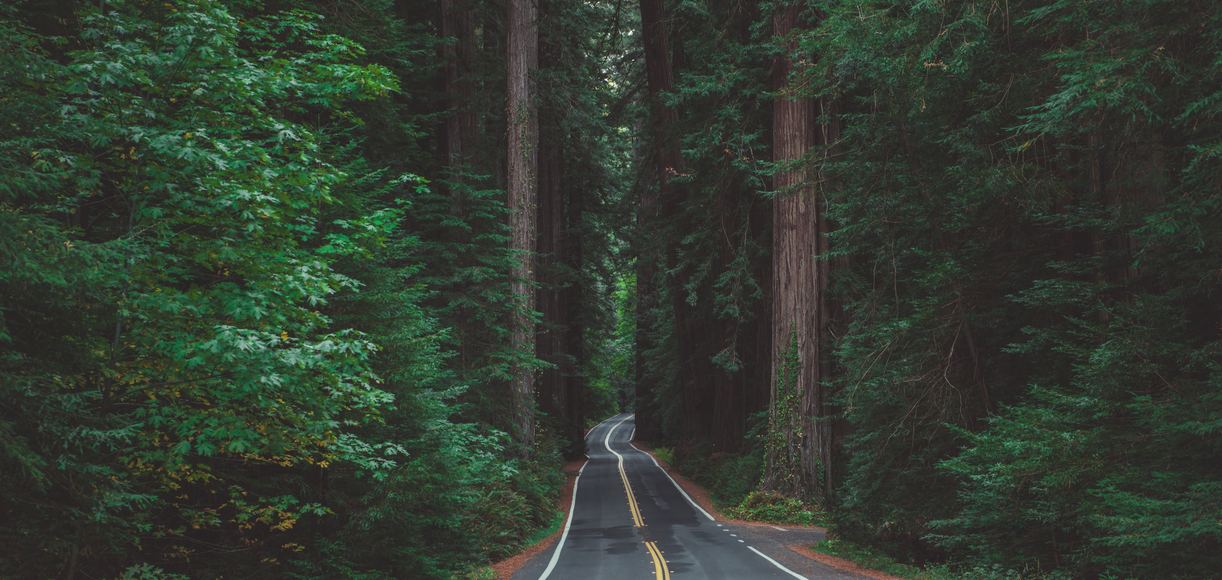 What is the Avenue of the Giants? Explaining The Scenic Redwoods Drive