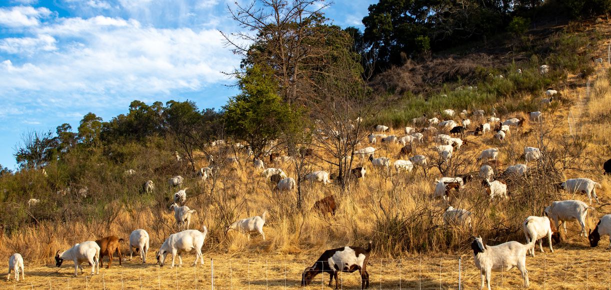 Why Are There Goats Outside? Explaining California's Firefighting Goats