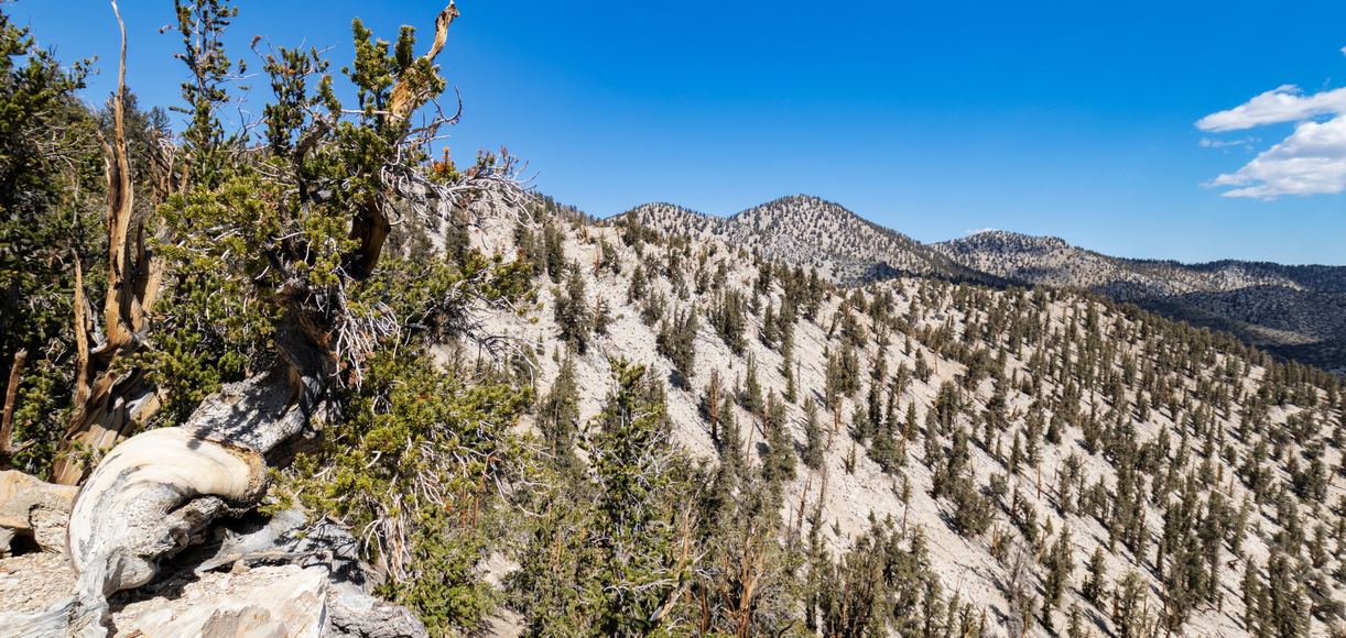 Ancient Bristlecone Pine Forest Visitors Guide