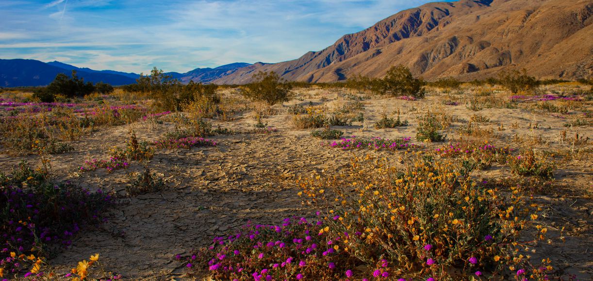 Everything You Need To Know About Borrego Springs