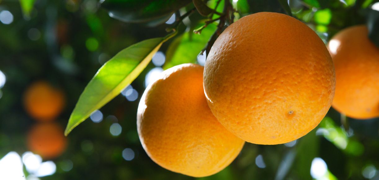 Where To Get the Freshest Fruit in California