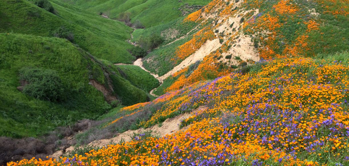 Your Guide to Chino Hills State Park