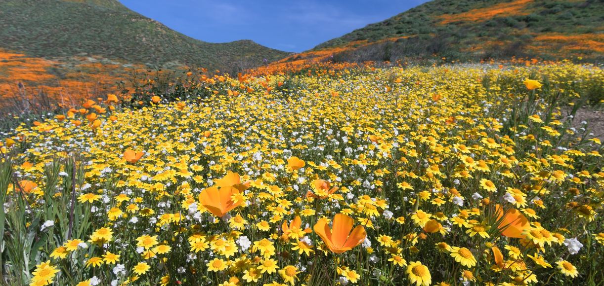 The Most Unique Natural Phenomenon in California