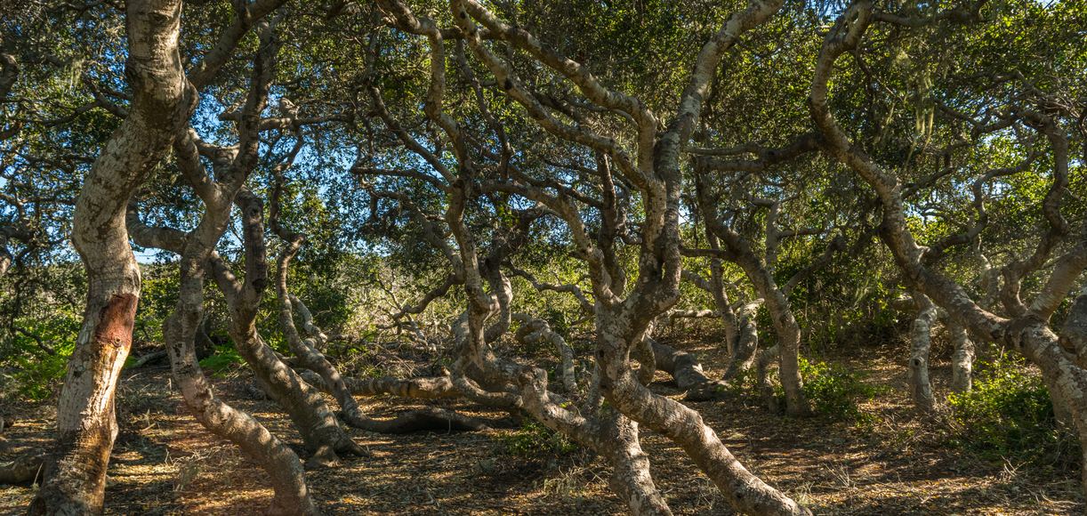 The Elfin Forest Is A California Wonder You've Probably Never Heard Of