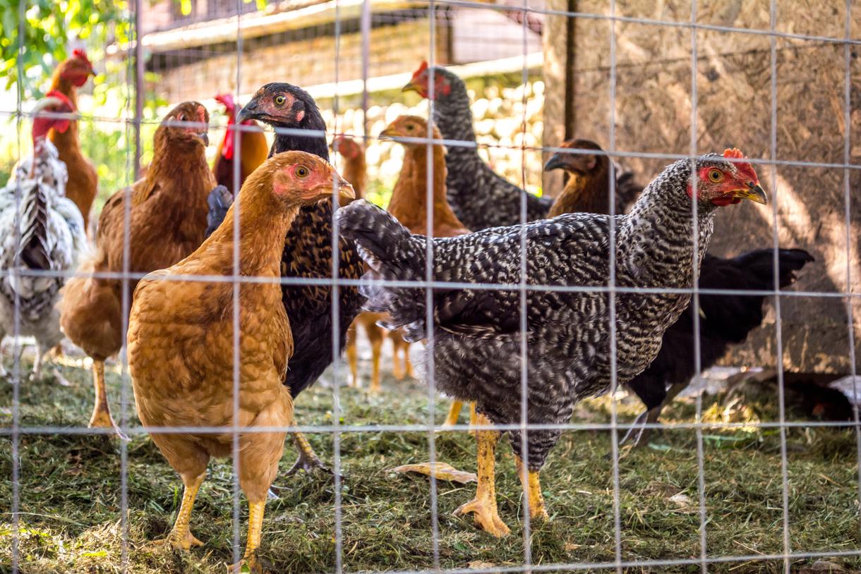 Best DIY Chicken Coop Ideas For Your Backyard